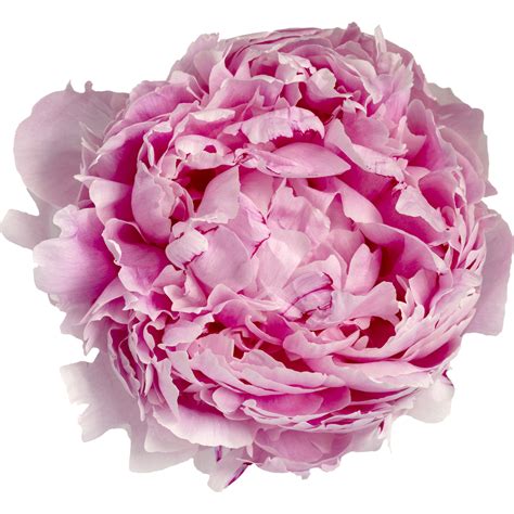 Sarah Bernhardt Peony Care