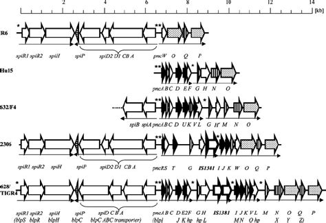 Bacteriocin Cluster And Regulatory Components In S Pneumoniae Strains Download Scientific