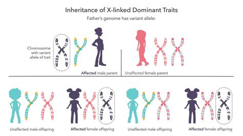 Inheritance Of X Linked Genetic Traits Scientific Infographic Vector Illustration 23286899