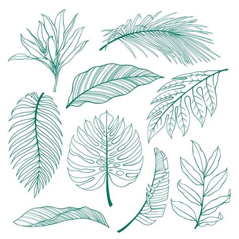 مجموعه ای از برگ های گیاهان گرمسیری طرح کلی وکتور گیاه شناسی نخل نارگیل