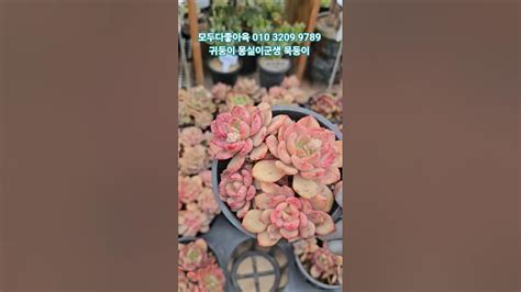 모두다좋아육의 몽실이군생 묵둥이 러블리로즈다육tv Succulent 다육 Youtube