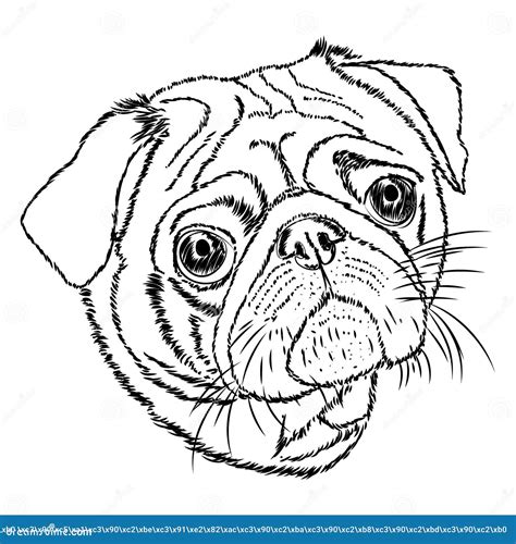 Pug Vector Linear Illustration On A White Stock Vector Image 44327310