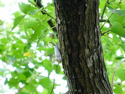 Ecological Engineering Methods