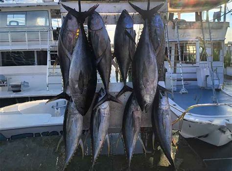 Tuna Fish Sizes How Big Can Tuna Get Charter Fishing Destin