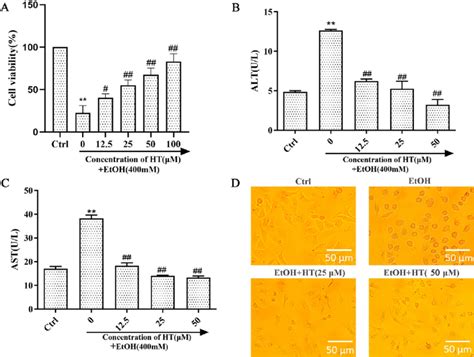 Effects Of Ht On Liver Injury In Ethanol Induced Hepg2 Cells Hepg2