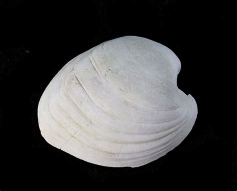 Tongue Shell Bivalves The Fossil Forum