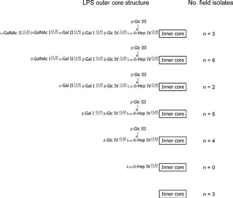 Schematic Representation Showing The Range Of Lps Outer Core Structures Download Scientific