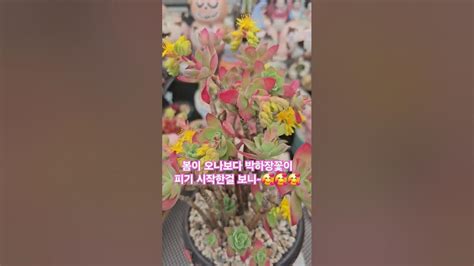 노란 별꽃이 피었습니다~ ️ 유나초롱 초롱맘 박하장유나 다육집사 다육판매 다육로드618 포항다육 포항다육키핑 Succulents 多肉植物 Youtube