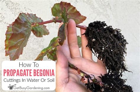 Propagating Begonias In Water Or Soil 6 Easy Steps Get Busy Gardening