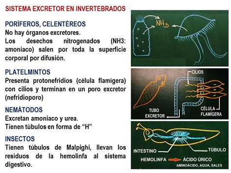 Biología Didáctica Nsc 2° Sistema Excretor En Invertebrados
