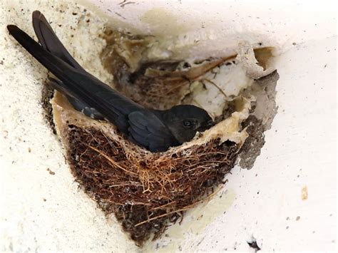 Glossy Swiftlet Individual Specialization Nest Material Choice