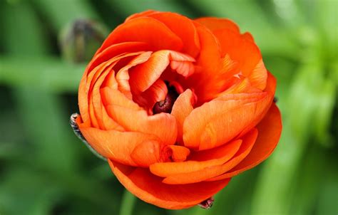 Orange Ranunculus Wallpapers Wallpaper Cave