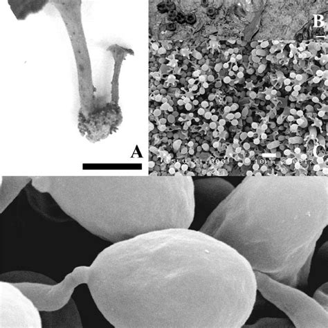 Craterellus Atratus A Pair Of Basidiomes B Distribution Of Download Scientific Diagram