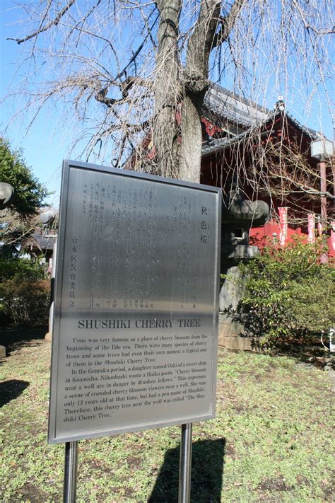 秋色桜東京都台東区 日本史跡研究会 日々の徒然埋もれた歴史を訪ねて