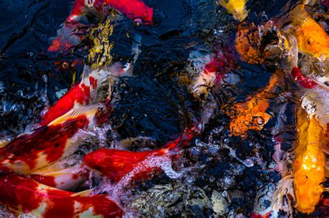 물 정원에서 수영 하는 일본 잉어 물고기 멋진 잉어 물고기 잉어 물고기 잉어 물고기 연못에서 수영 배경을 격리하는 것은 검은