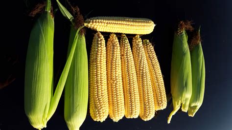무료 이미지 Syngenta 암 나무 열매에 옥수수 옥수수 커널 단 옥수수 채식주의 자 음식 야채 식물 음식 곡물 식품 요리 껍질 4608x2592