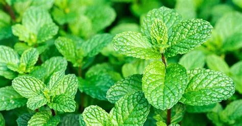 🌿 Peppermint Monograph Holisticwow