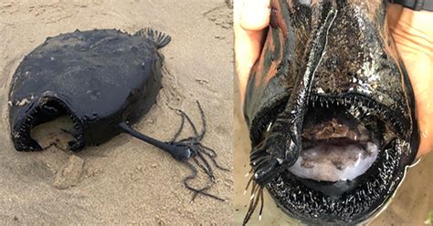 Deep Sea Pacific Footballfish Typically Found At Depths Of More Than