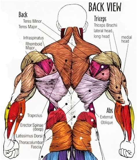 Male Back Muscle Groups Anatomy Pinterest Human Body Anatomy