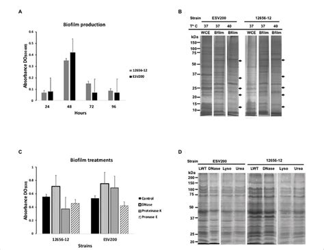 Biofilm Production And Protein Expression Pattern From G Anatis Download Scientific Diagram