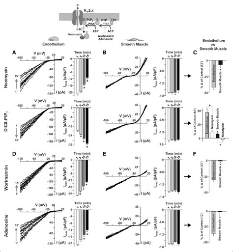 Phosphatidylinositol 4 5 Bisphosphate Pip 2 Drives Cerebral Arterial Download Scientific