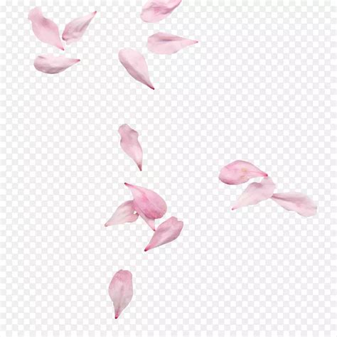 唯美樱花花瓣设计元素PNG图片素材下载 图片编号7285345 PNG素材网