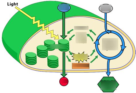 Bio Test Diagram Quizlet