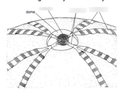 Phylum Ctenophora Diagram Quizlet