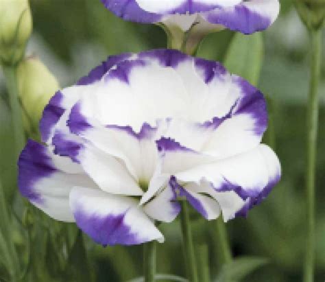 Эустома Мейджик Капри Блю Пикоти, семена – купить в питомнике "КСП" с ...