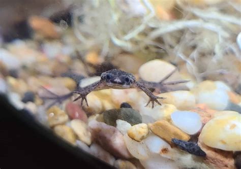 African Dwarf Frog Size Comparison How Big Do African Dwarf Frogs Get
