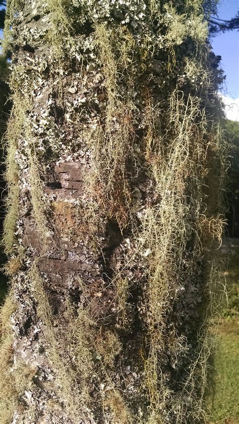 Tree Moss Free Photo On Pixabay Pixabay