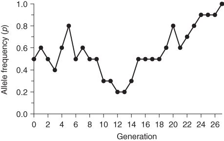 Genetic Drift Basicmedical Key