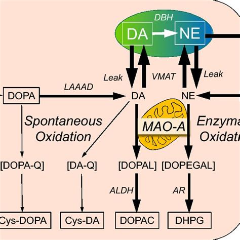 Overview Of The Sources And Fate Of Intra Neuronal Catecholamines With Download Scientific