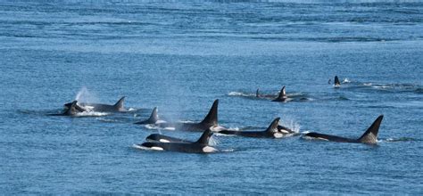 Orca Page 3 News And Latest Pictures From