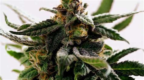 Running Out Of Weed Tub Thumpers Unc