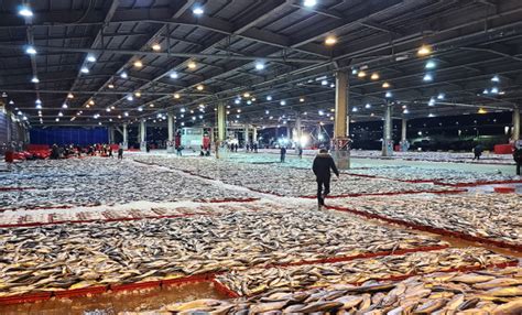 한국컨테이너풀 부산공동어시장 친환경 어상자 도입 스타뉴스