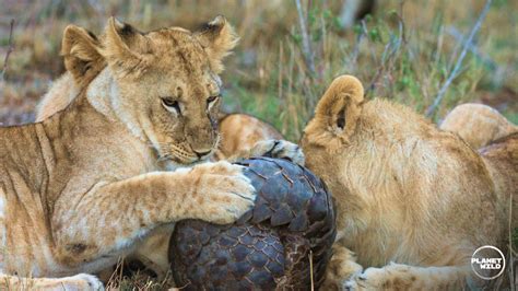 All About Pangolins Habitat Diet Characteristics · Planet Wild