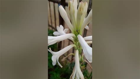 রজনী গন্ধা ফুল গাছ Plz Like Comment Subscribe 💐🌸💐💐 Youtube