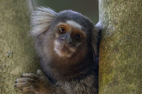 Macaco Sagui Curiosidades Sobre Esse Primata Carismático Petz