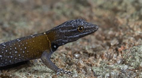 New Species Of Tiny Geckos Found In India Named After Vincent Van Gogh Nl Times