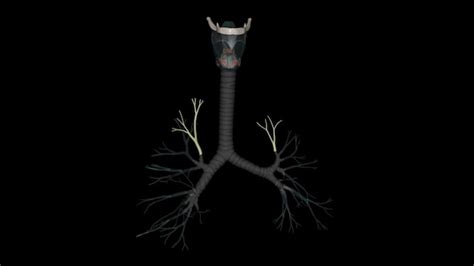 Premium Photo The Apical Segmental Bronchus Is The Most Superior Bronchus Of The Posterior