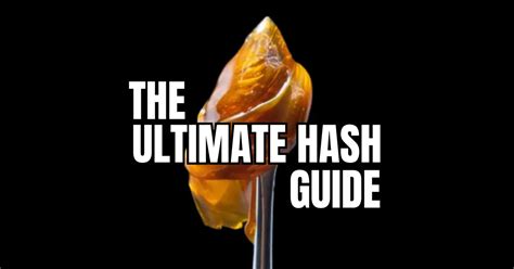 Ultimate Hash Guide 2025 Types Quality And Best Practices