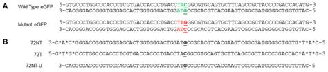 A The Wild Type And Mutated Egfp Gene Segments With The Target Codon Download Scientific