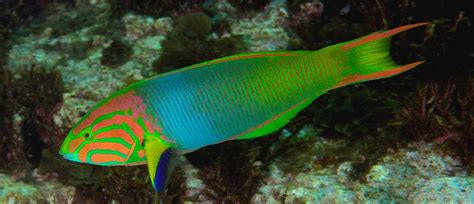 Green Moon Wrasse