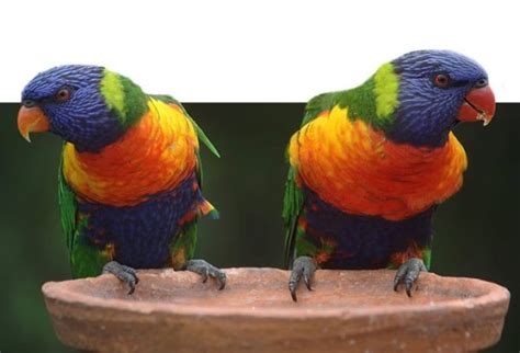 Sexing Birds By Genetics Safer Method Iberogen