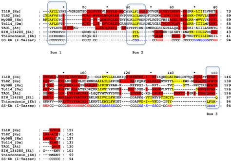 sequence alignment of tir domains from several species representative