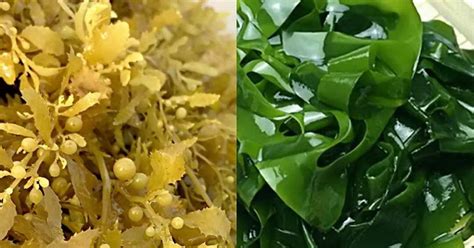 A Good Algae Remedy Science Ping
