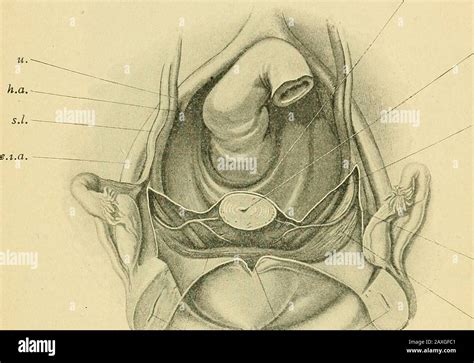 Lymphaticsystem Hi Res Stock Photography And Images Alamy