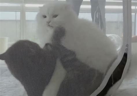 Coco Being Playful R Creamheroes