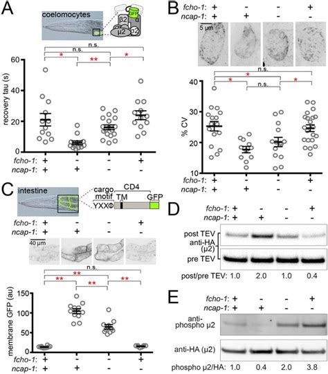 Figures And Data In Necaps Are Negative Regulators Of The Ap2 Clathrin Adaptor Complex Elife